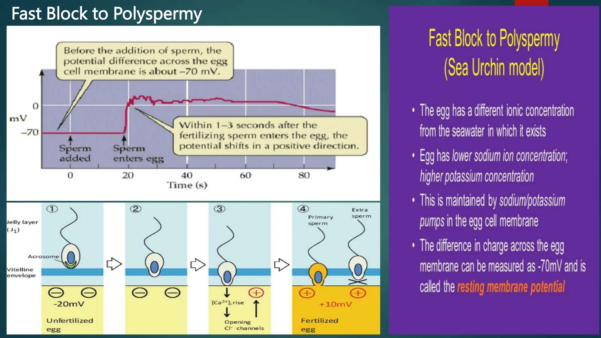Fertilization: Sperm and the egg—collectively called the gametes—fuse ...