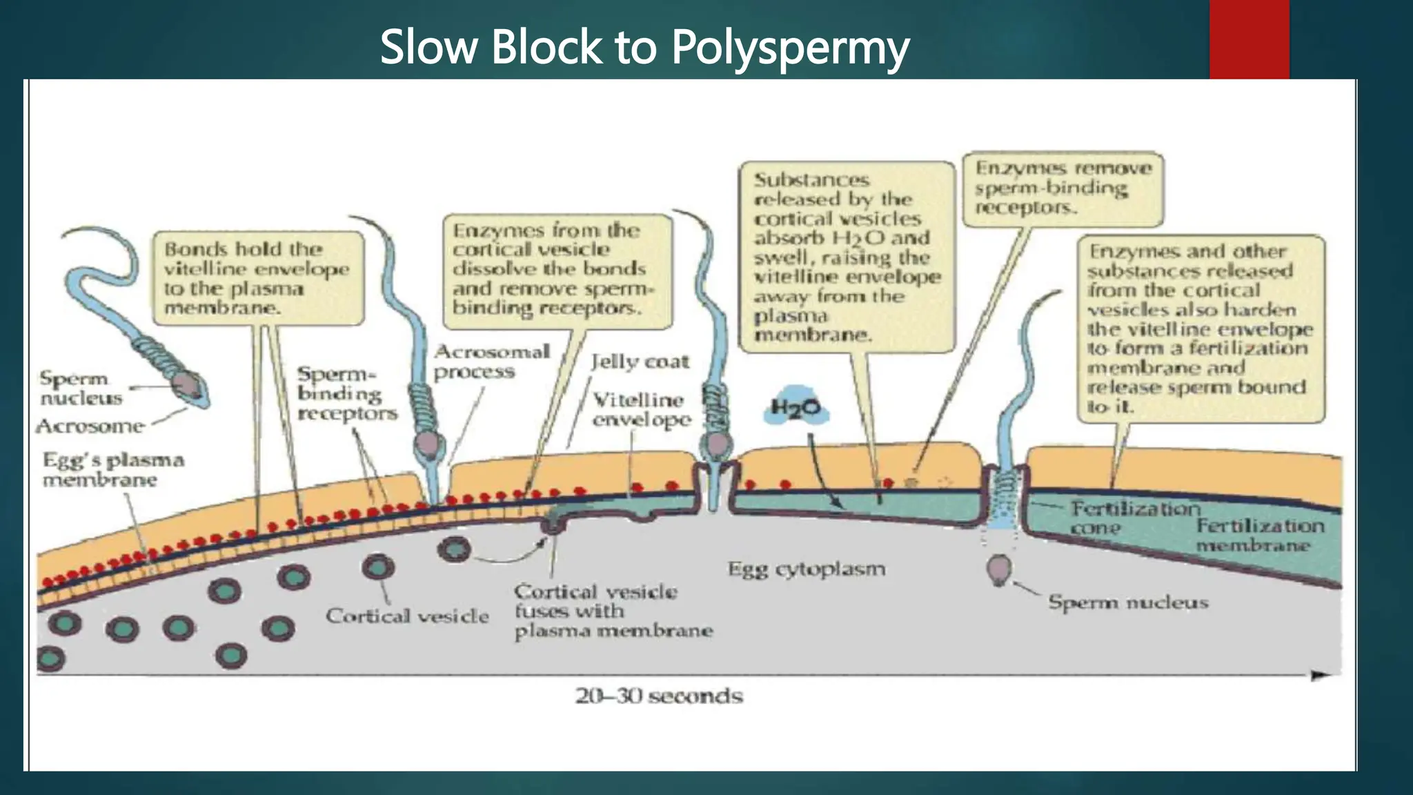 Fertilization: Sperm and the egg—collectively called the gametes—fuse ...