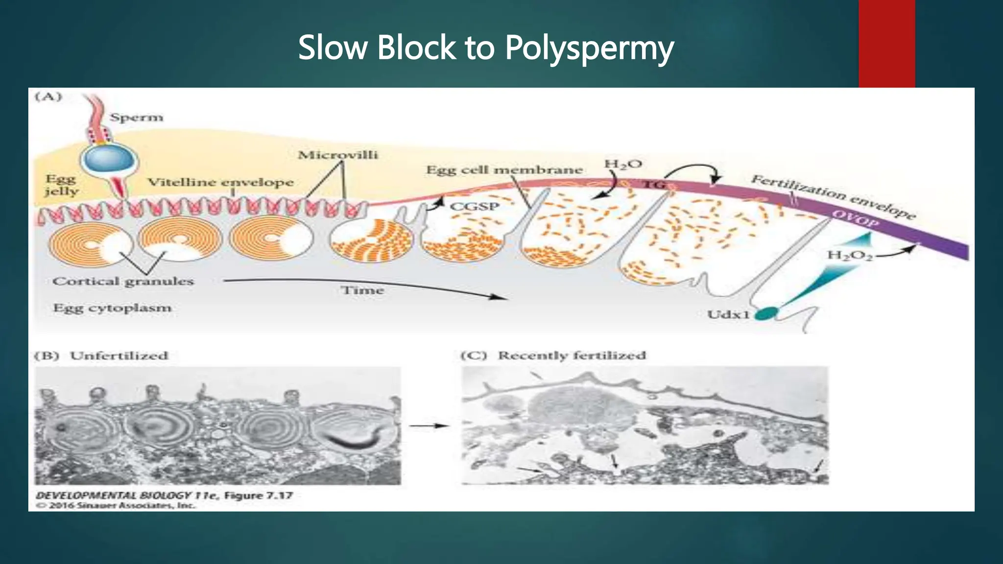 Fertilization: Sperm and the egg—collectively called the gametes—fuse ...