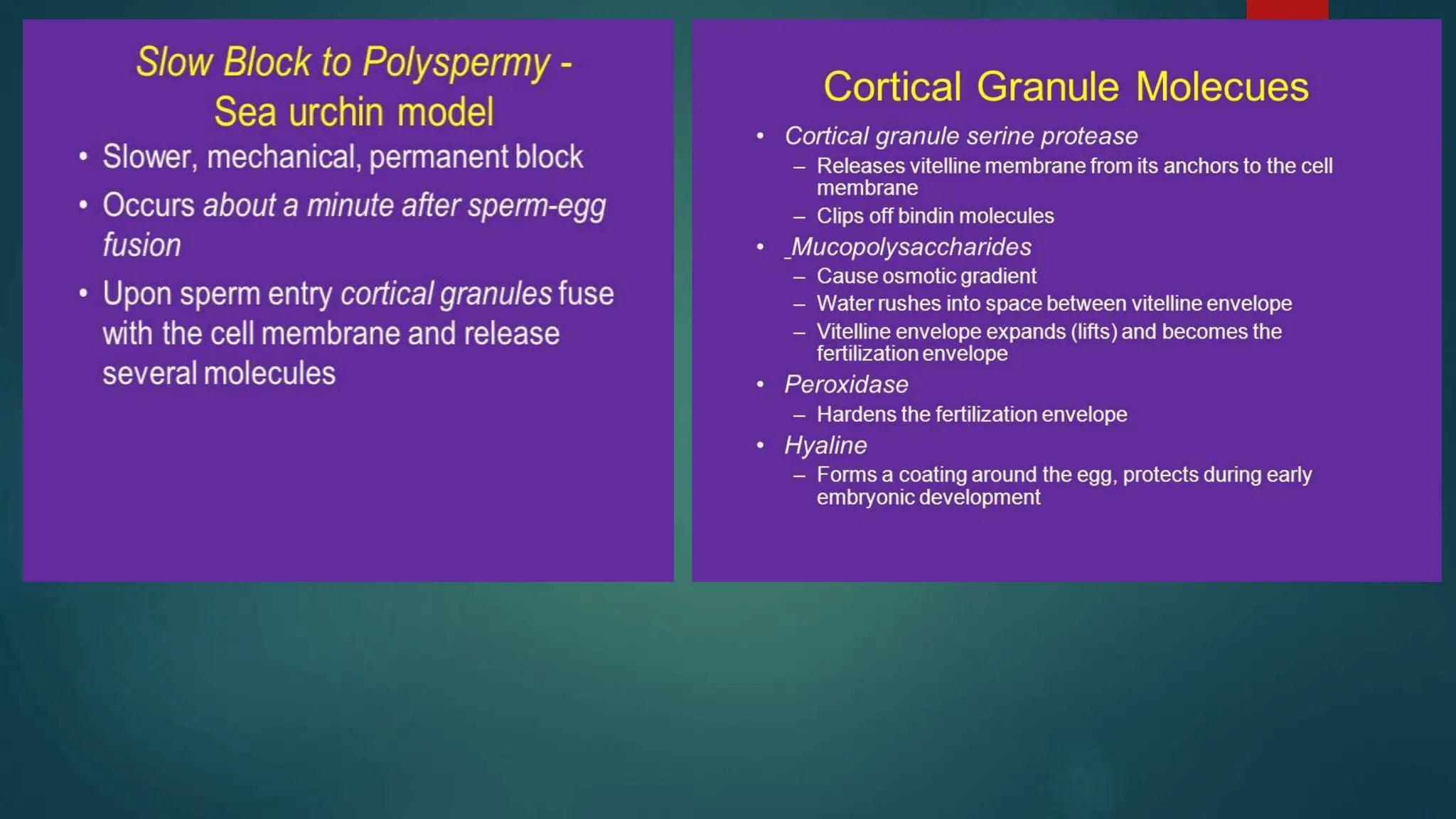 Fertilization: Sperm and the egg—collectively called the gametes—fuse ...