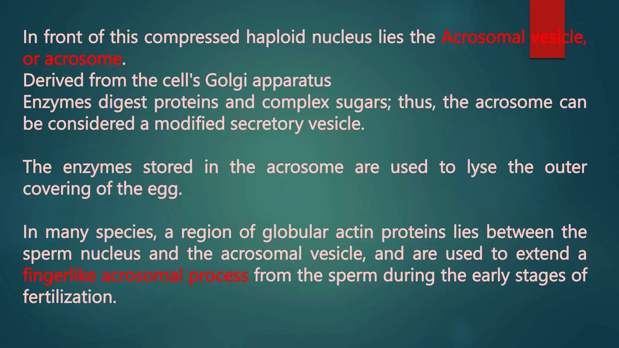 Fertilization: Sperm and the egg—collectively called the gametes—fuse ...