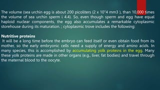 Fertilization: Sperm and the egg—collectively called the gametes—fuse ...