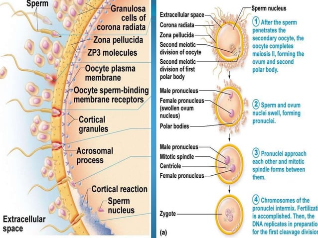 Fertilization Embryology By Sanjay Kumar Ppsx Infertility