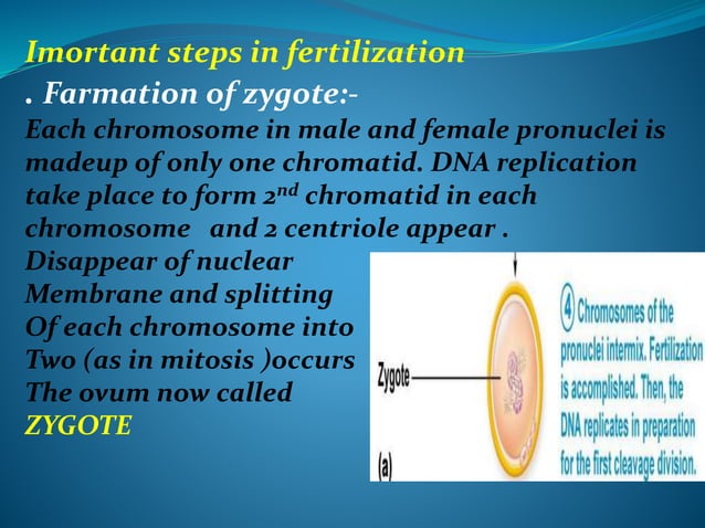 Fertilization Embryology By Sanjay Kumar Ppsx Infertility