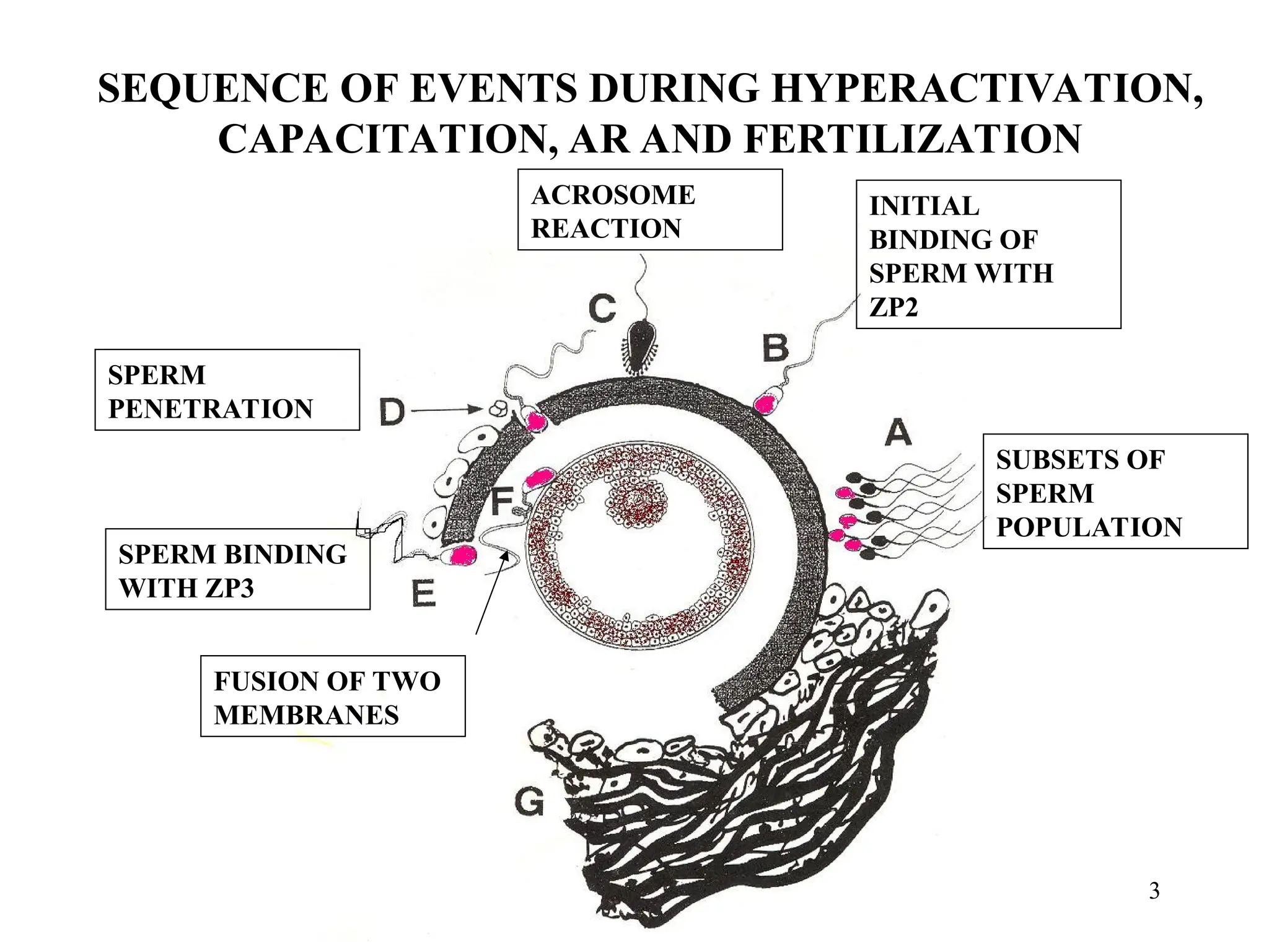 Fertilization.ppt in cattle and other domestc animal | PPT
