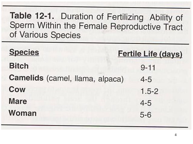 Fertilization.ppt in cattle and other domestc animal | PPT