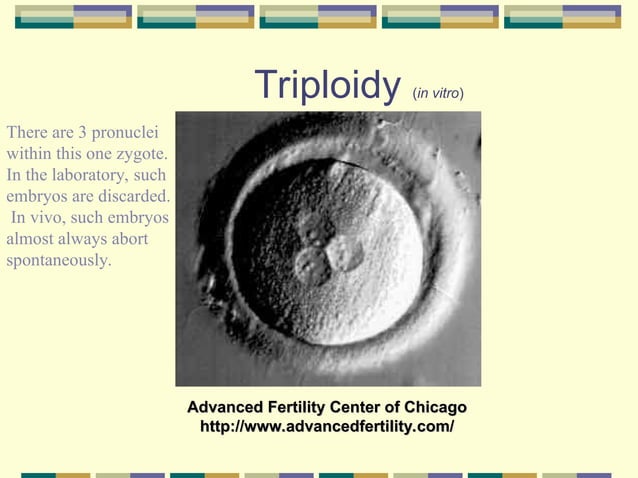 Fertilization Ppt099877666554433333 222111 Ppt Free Download