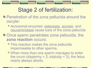 Fertilization.ppt099877666554433333 222111 | PPT | Free Download