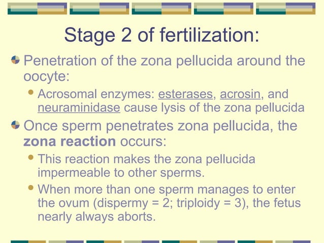 Fertilization Ppt099877666554433333 222111 Ppt Free Download