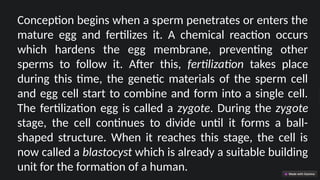 FERTILIZATION IN HUMAN REPRODUCTIVE SYSTEM | PPTX