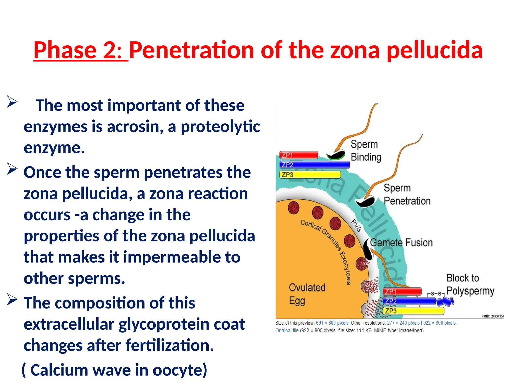 Fertilization.pptxbvvbvvvvvvvvvvvvvvvvvv | PPTX