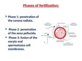 Fertilization.pptxbvvbvvvvvvvvvvvvvvvvvv | PPTX