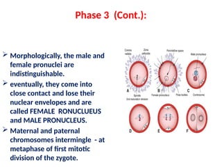 Fertilization.pptxbvvbvvvvvvvvvvvvvvvvvv | PPTX