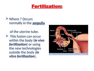 Fertilization.pptxbvvbvvvvvvvvvvvvvvvvvv | PPTX