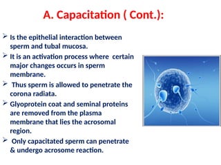 Fertilization.pptxbvvbvvvvvvvvvvvvvvvvvv | PPTX