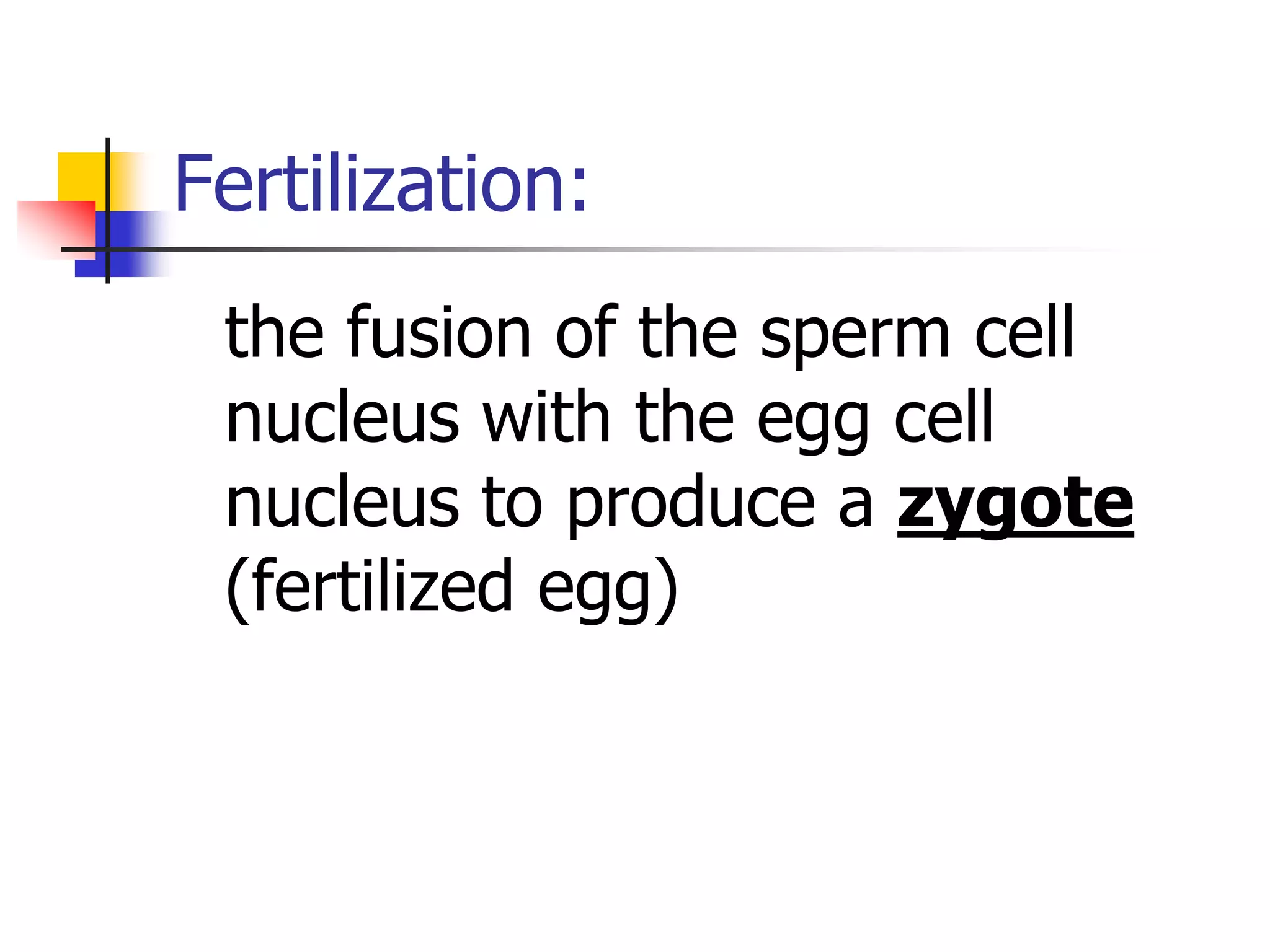 Fertilization early embryo dev't | PPT
