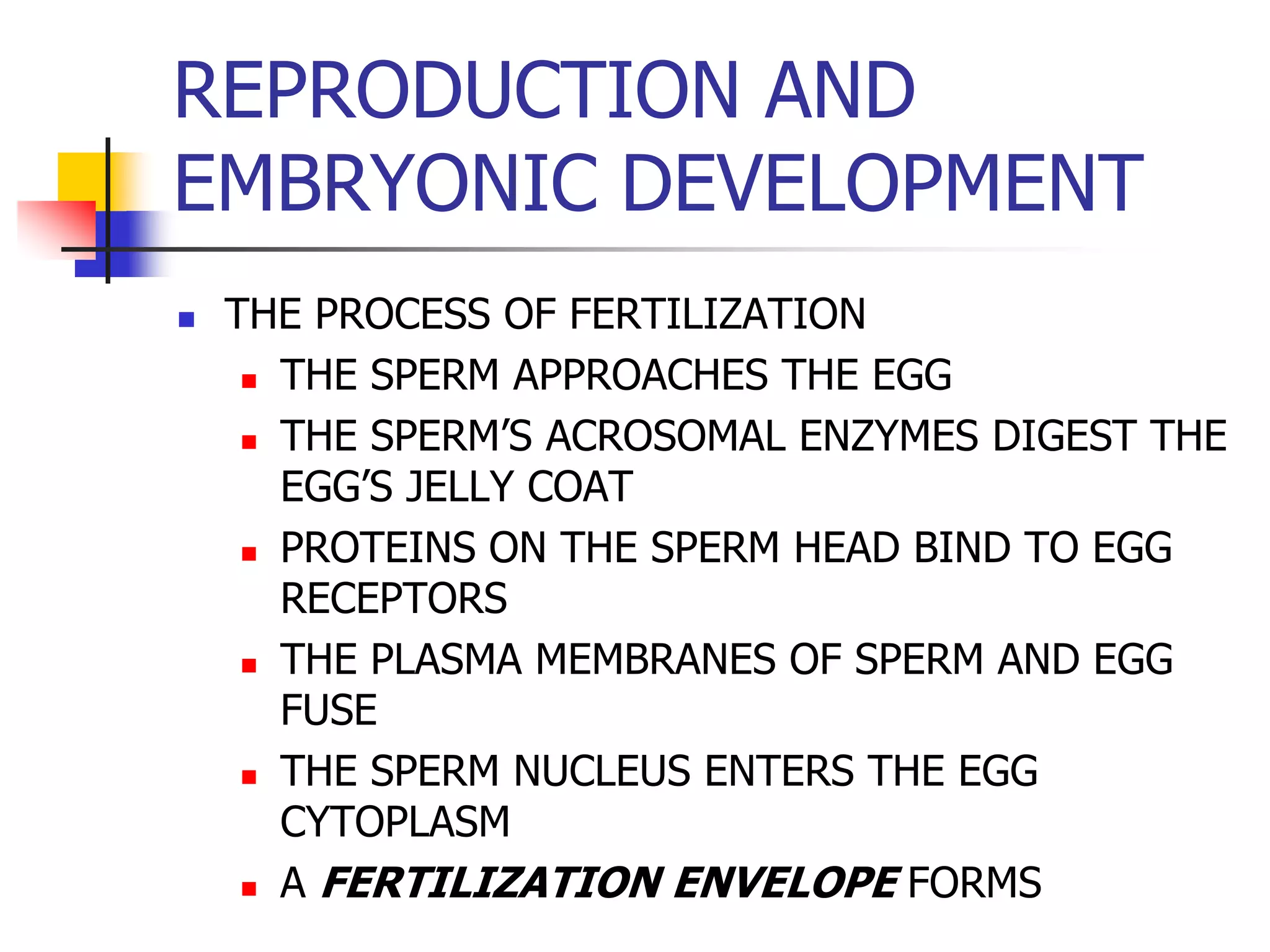 Fertilization early embryo dev't | PPT