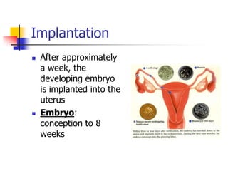 Fertilization early embryo dev't | PPT