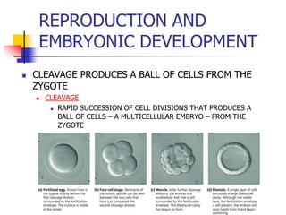 Fertilization early embryo dev't | PPT