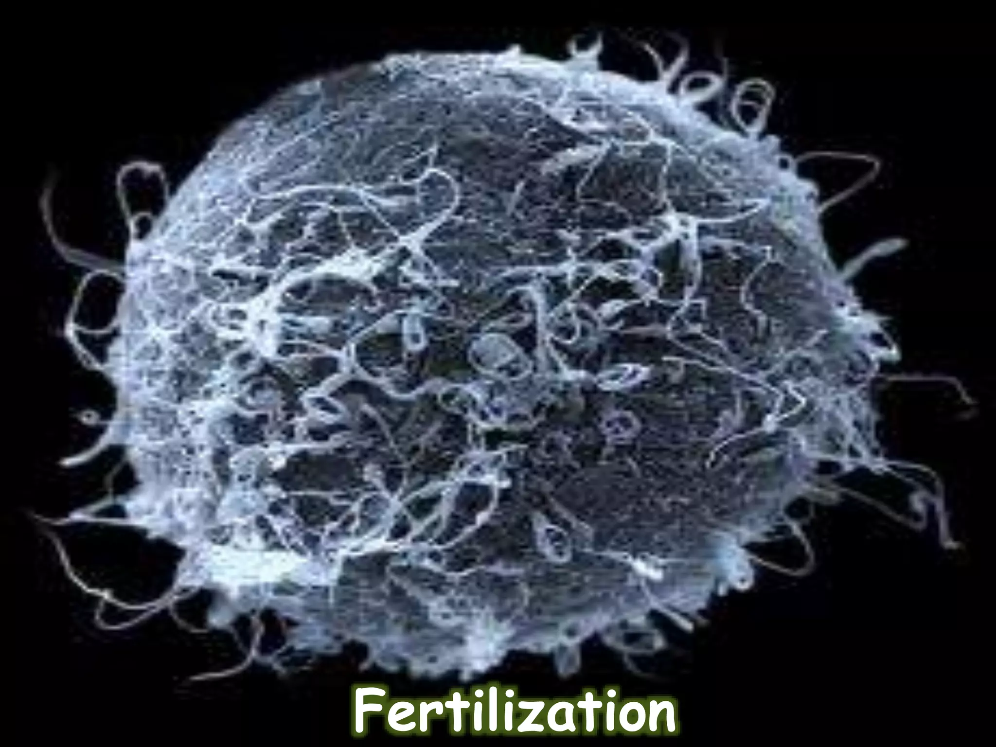 Fertilization | PPT
