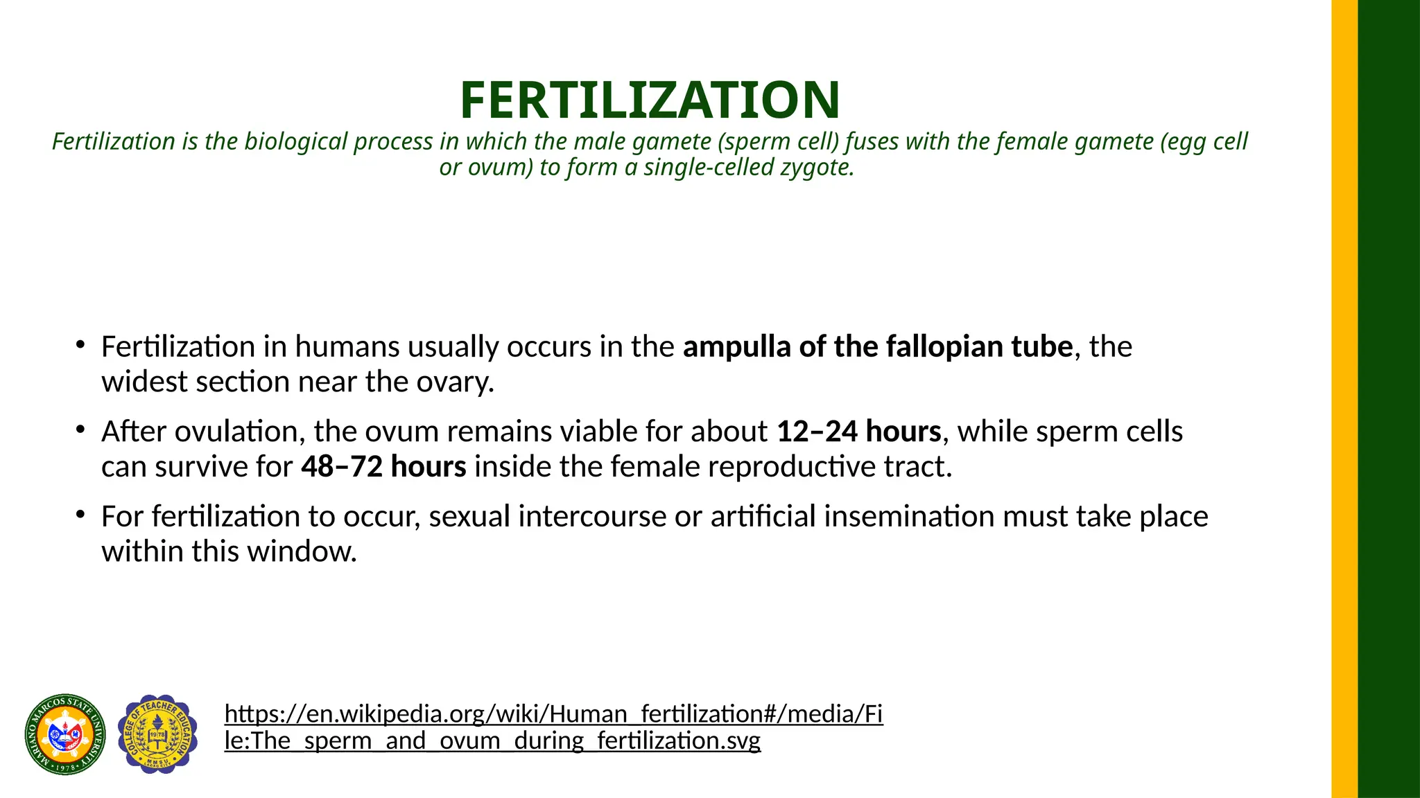 Fertilization-and-to-now-about-what it-does | PPTX