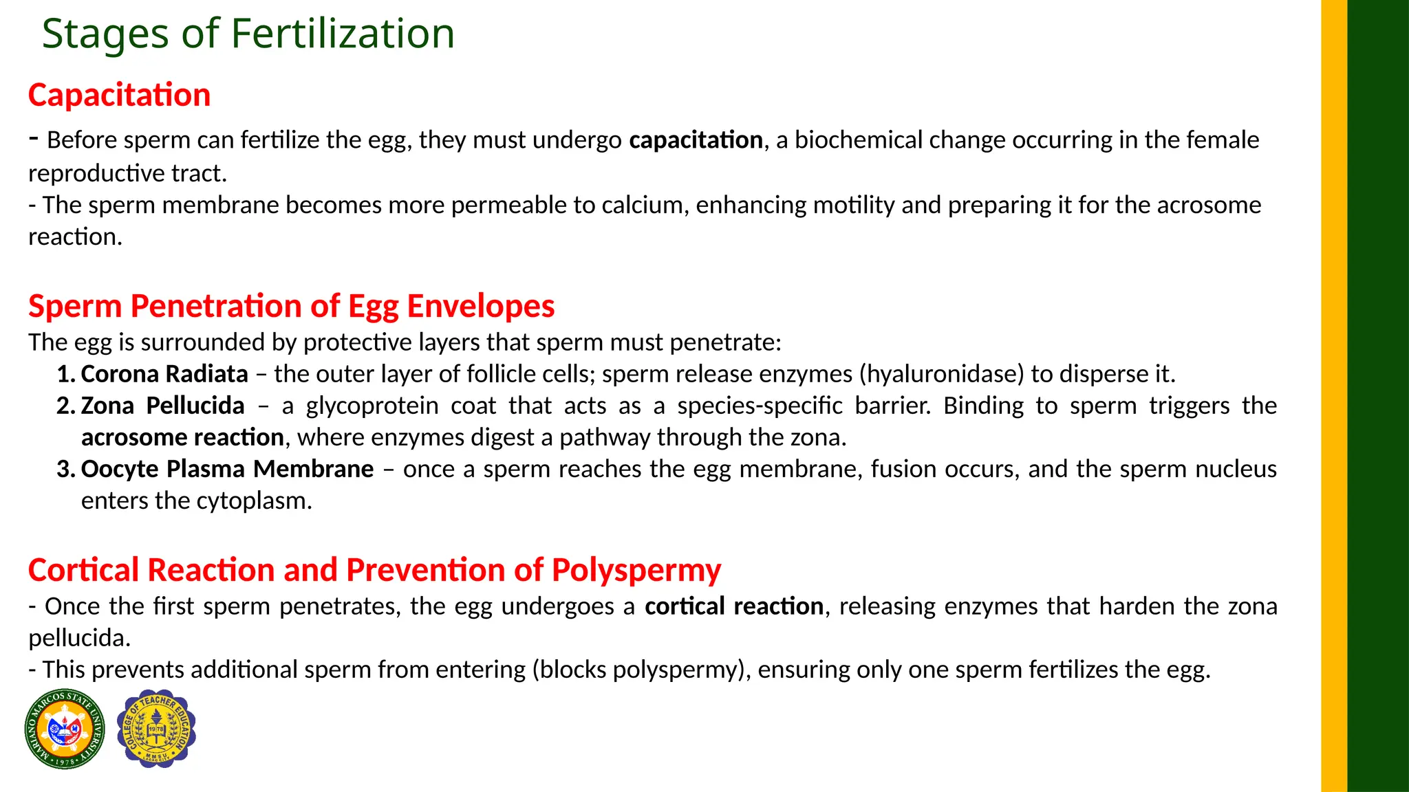 Fertilization-and-to-now-about-what it-does | PPTX