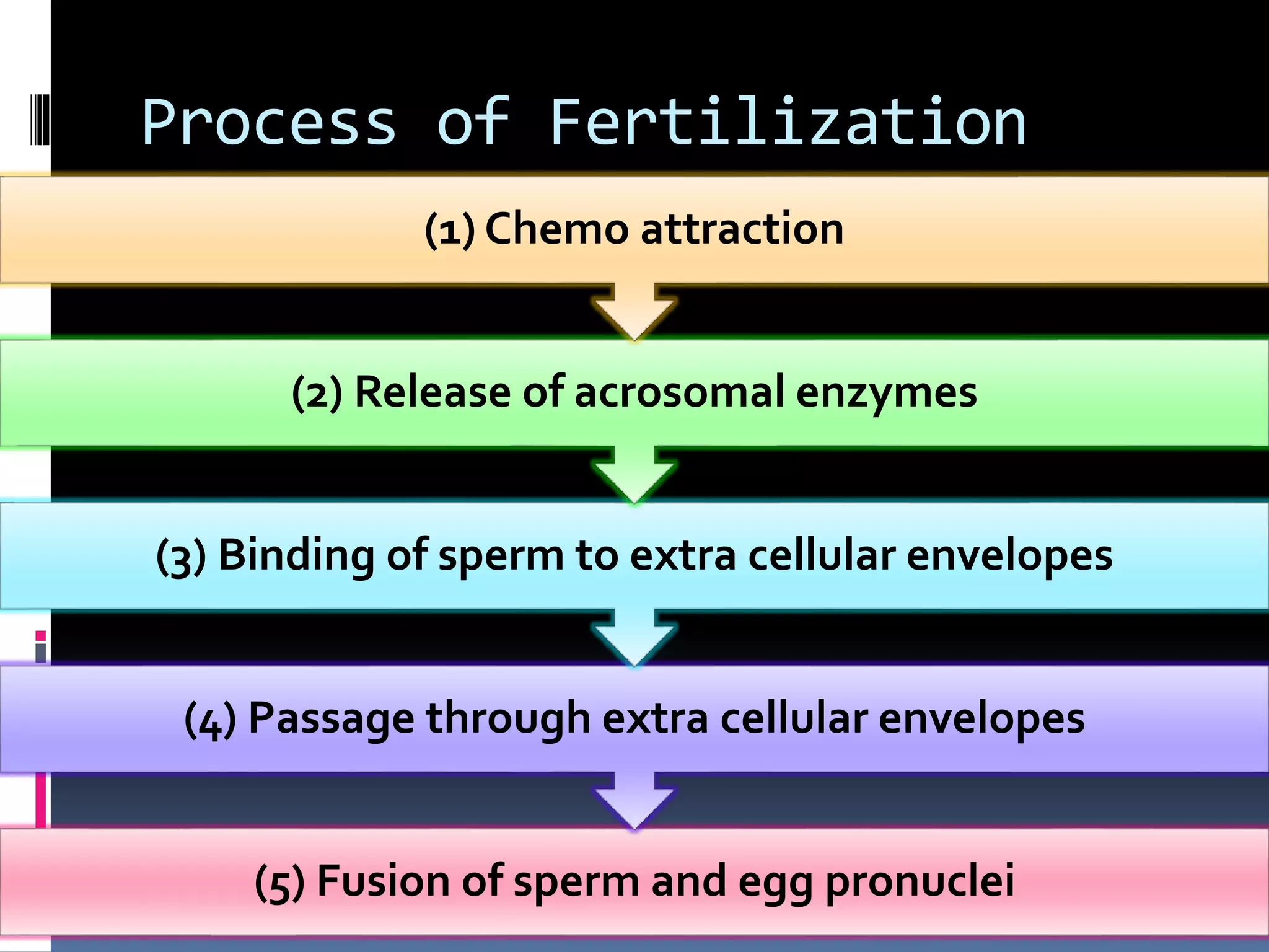 Fertilization,implantation and fetal development | PPTX