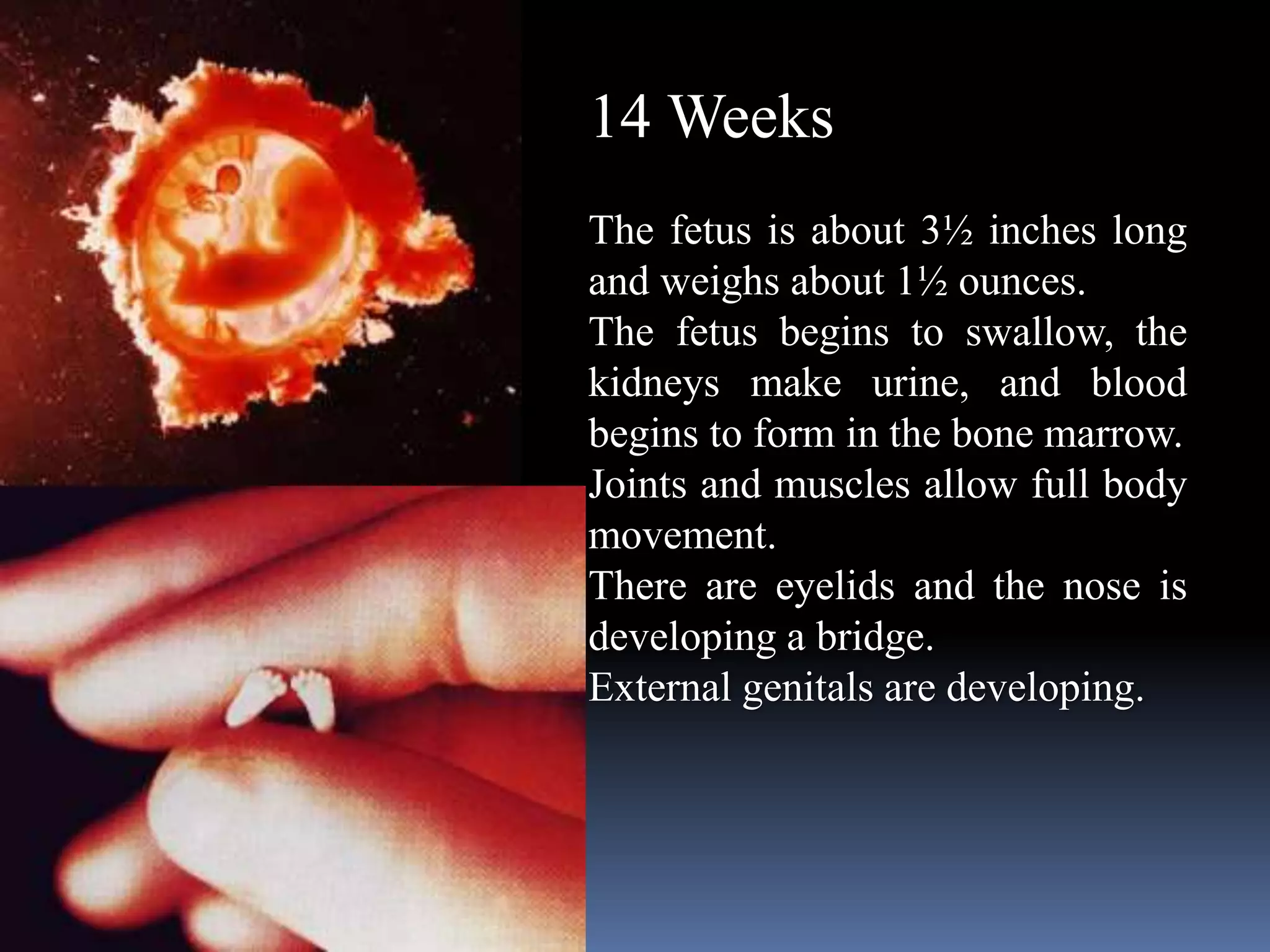 Fertilization,implantation and fetal development | PPTX