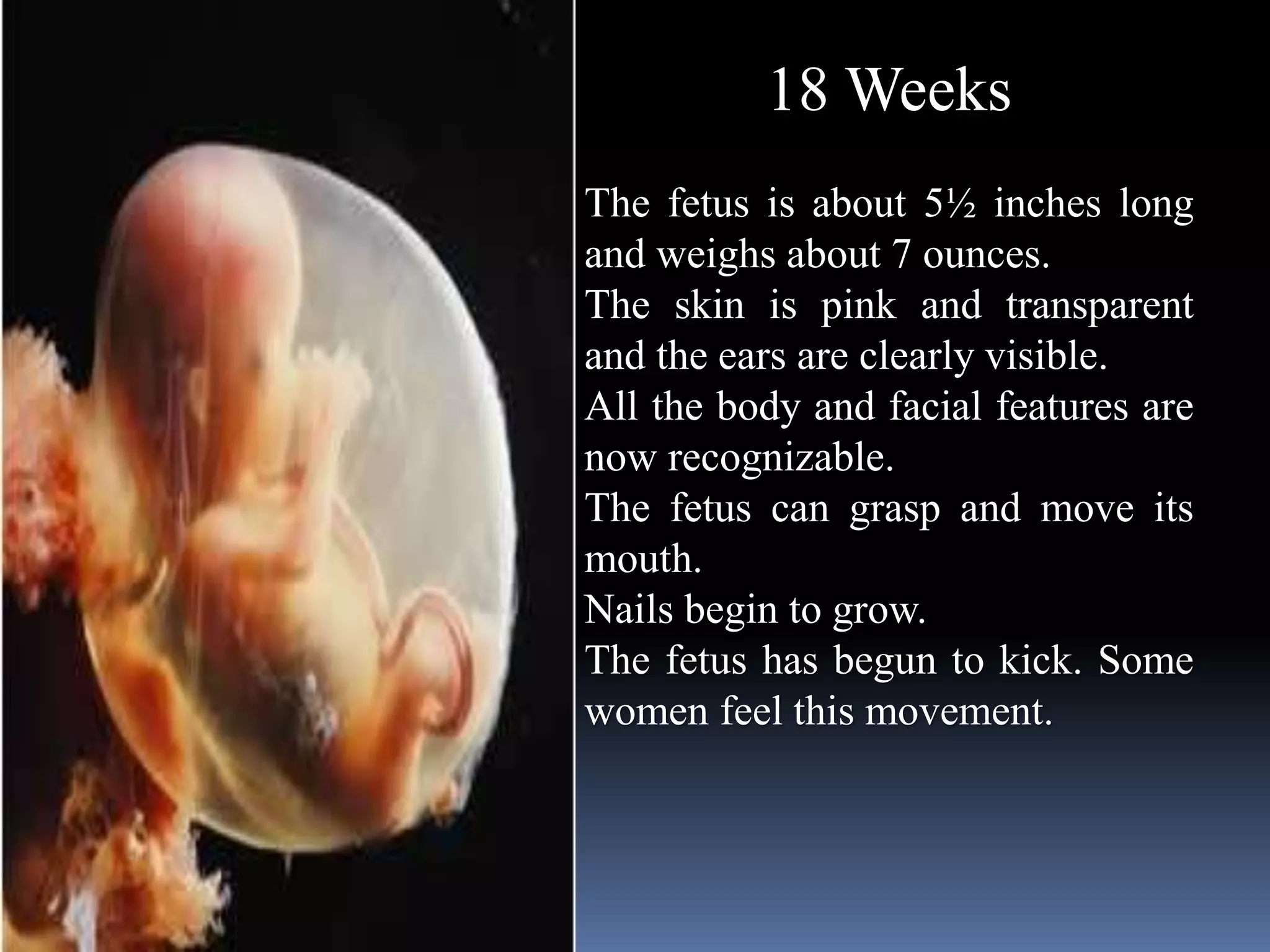 Fertilization,implantation and fetal development | PPTX
