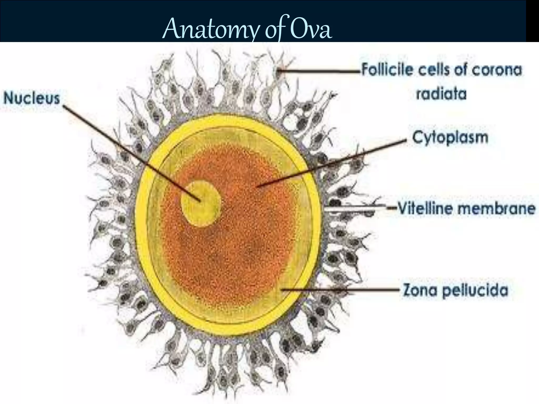 Fertilization,implantation and fetal development | PPTX