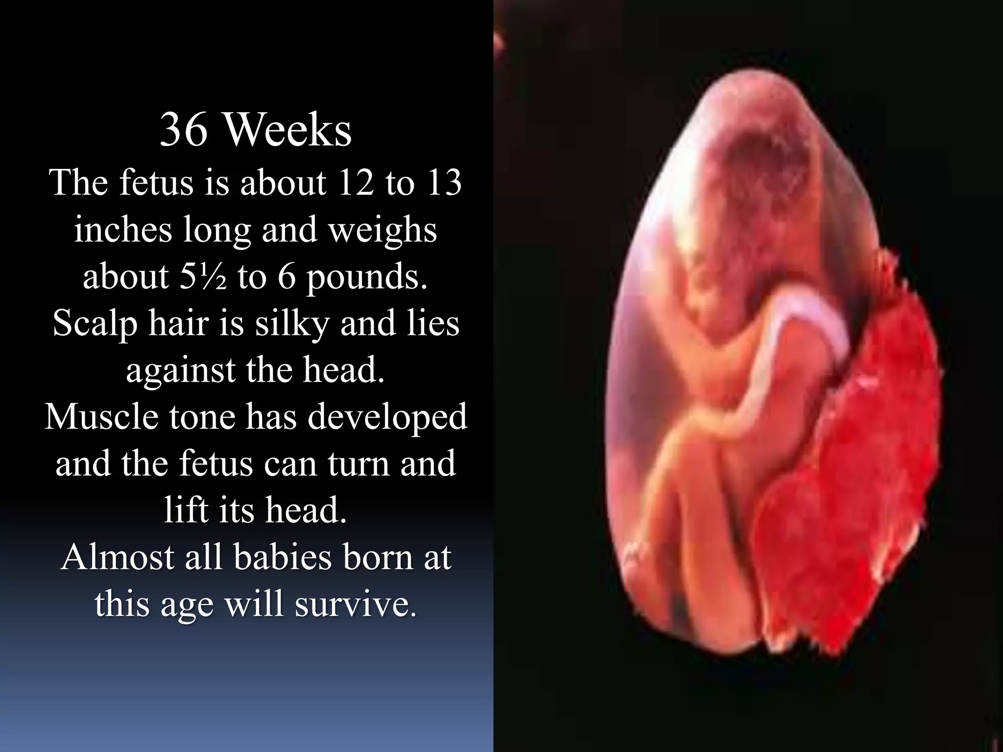 Fertilization,implantation and fetal development | PPTX