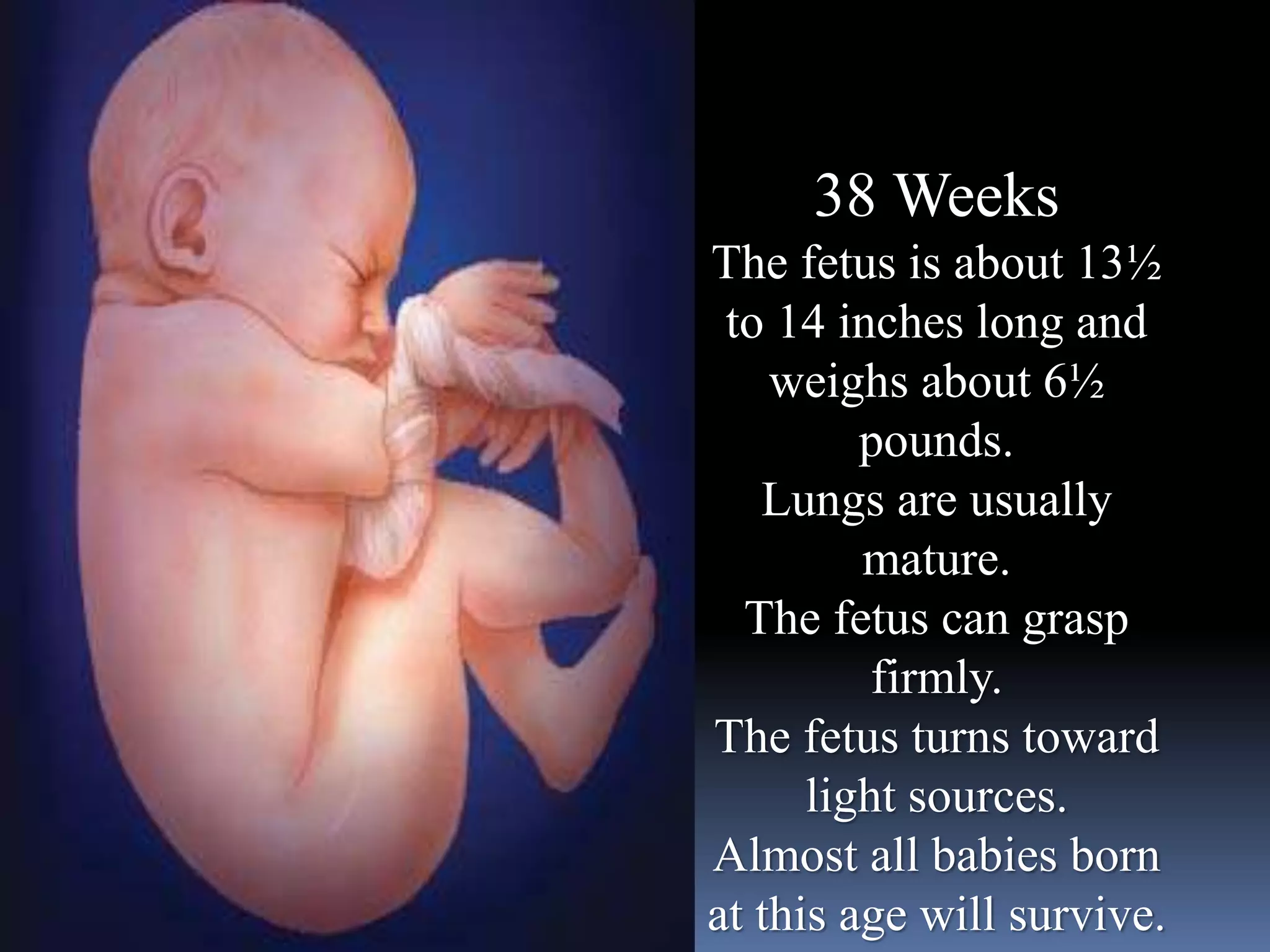 Fertilization Implantation And Fetal Development Pptx