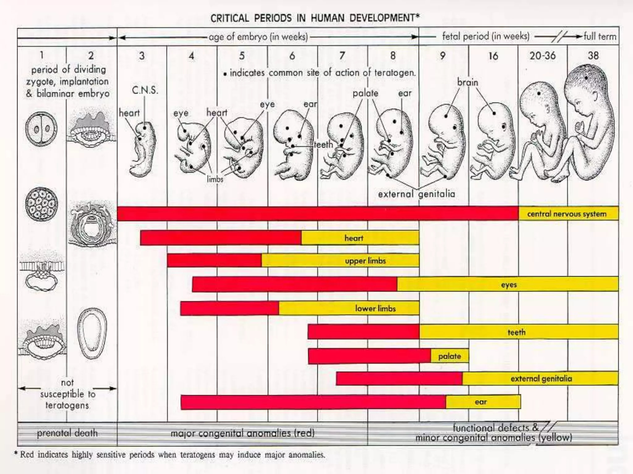 Fertilization,implantation and fetal development | PPTX