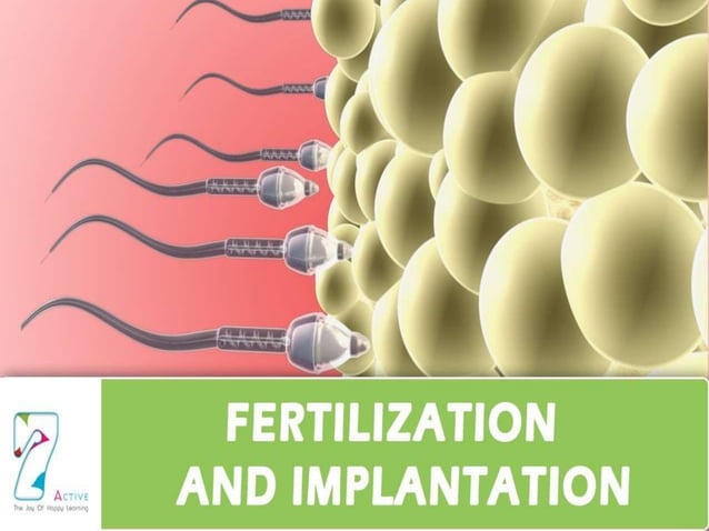 Fertilization,implantation and fetal development | PPTX | Pregnancy ...