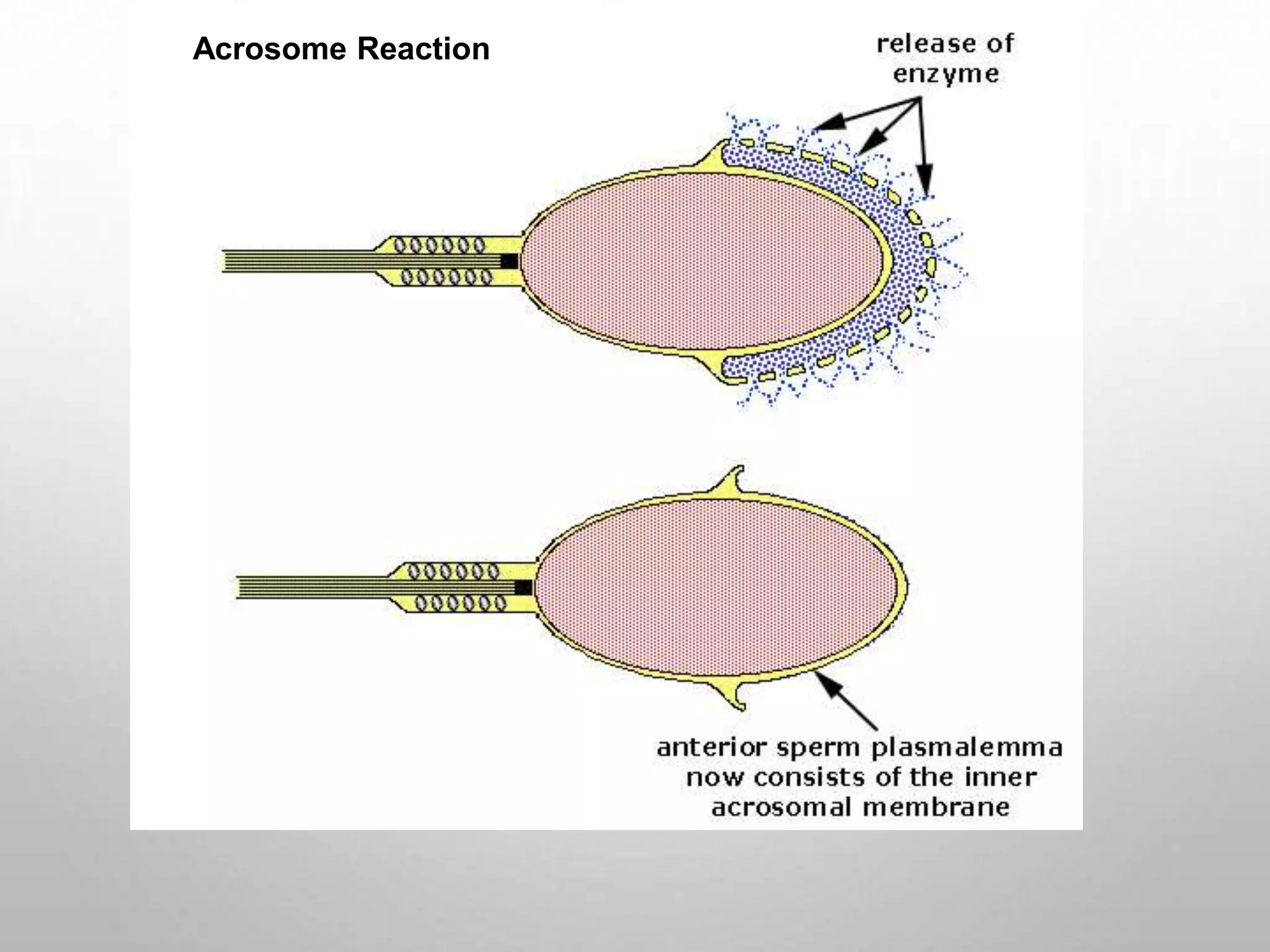 Fertilization Ppt 0520