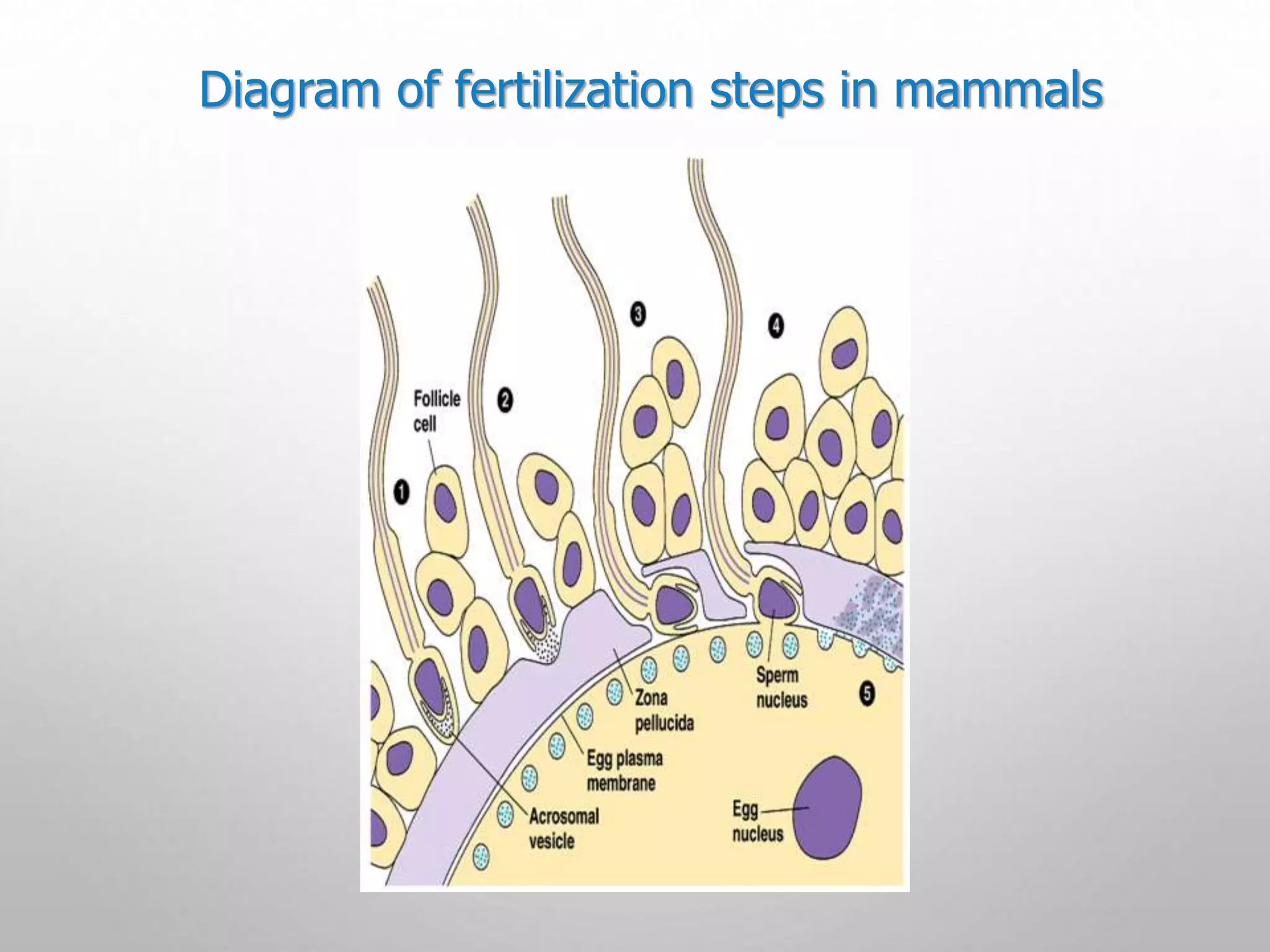 Fertilization | PPT