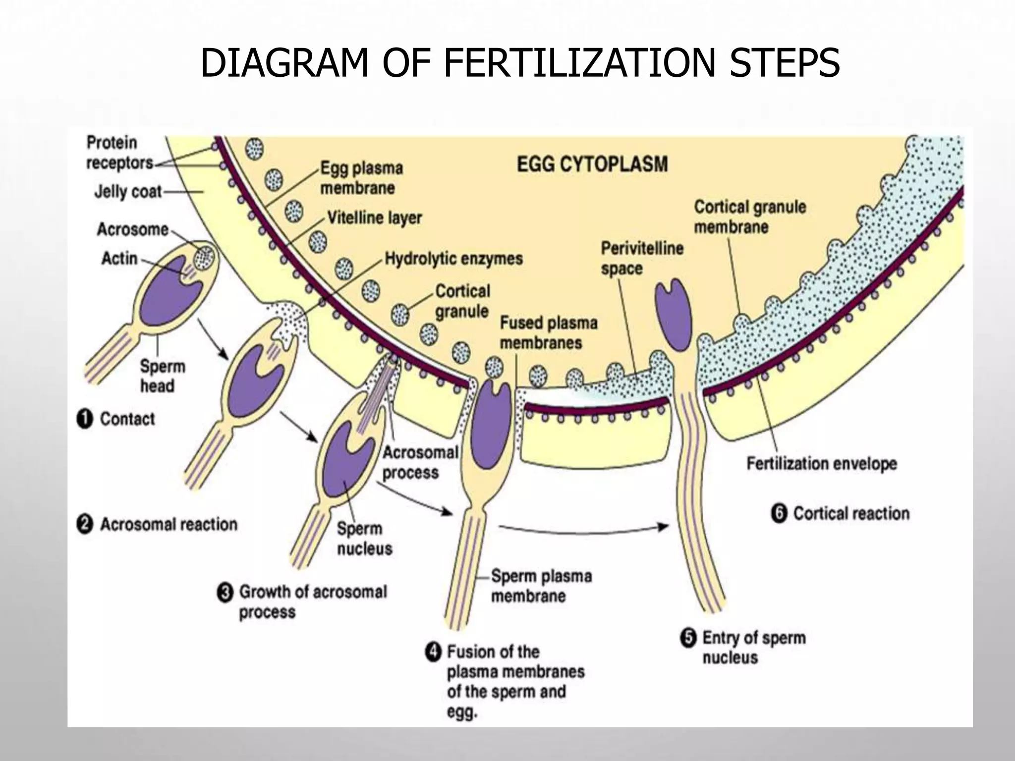 Fertilization | PPT
