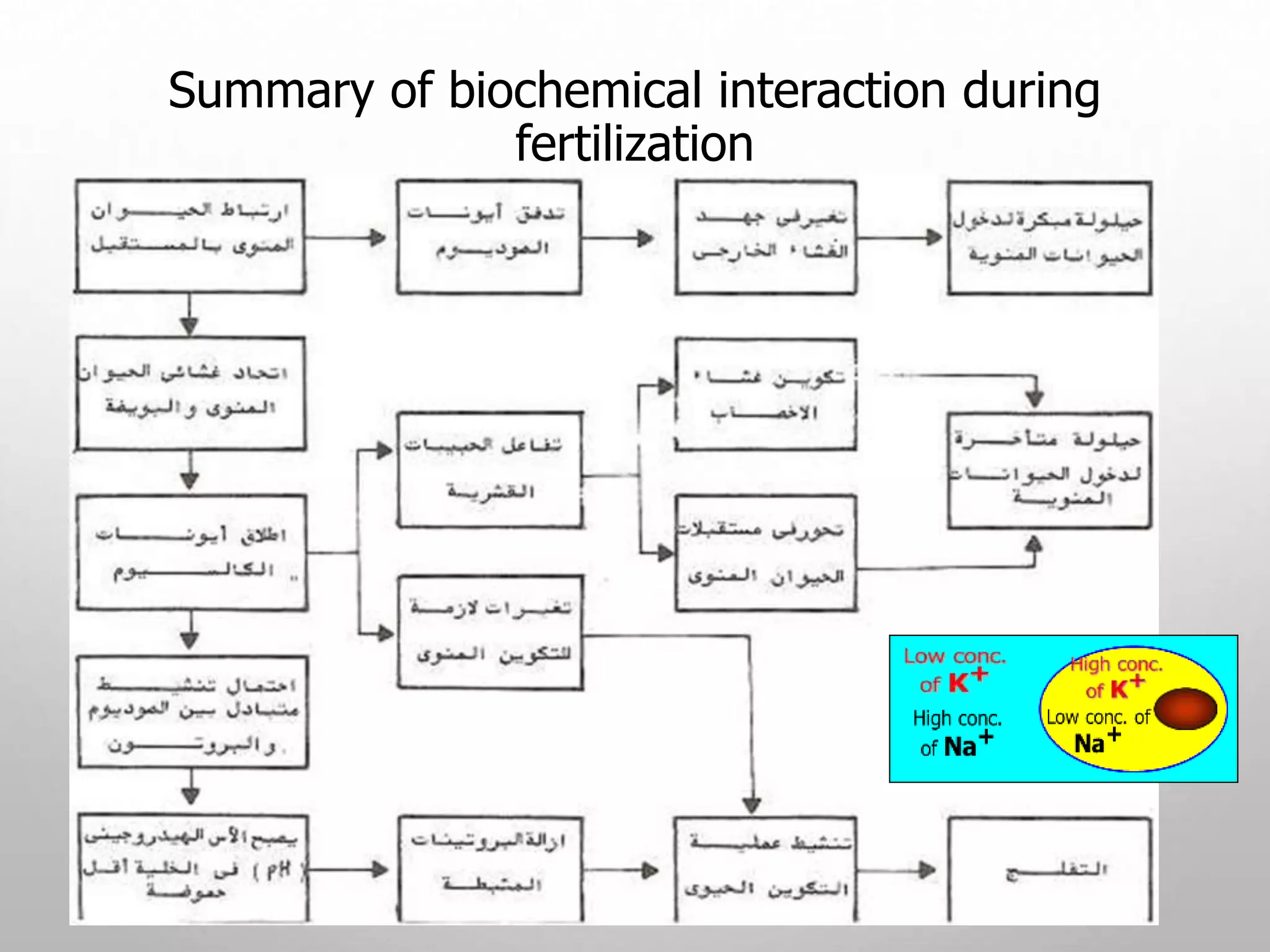 Fertilization | PPT