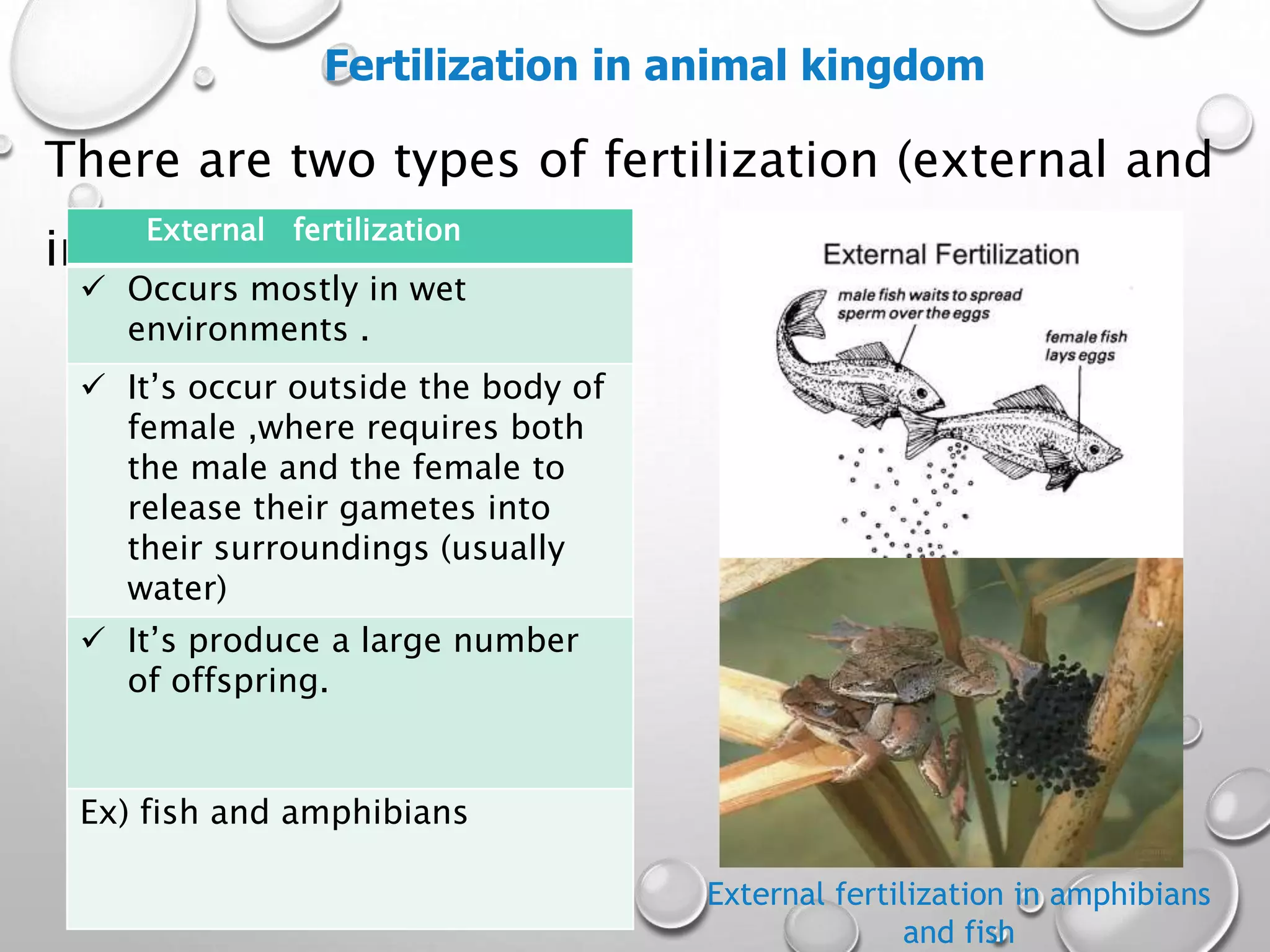 Fertilization | PPT