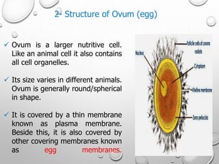 Fertilization | PPT