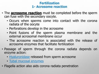 Fertilization | PPT