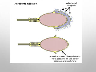 Fertilization | PPT