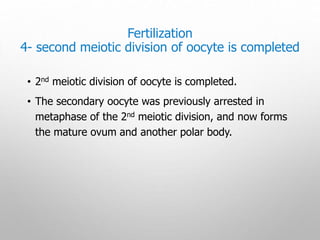 Fertilization | PPT