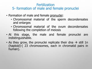 Fertilization | PPT