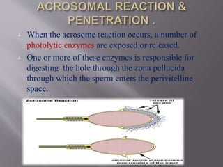 Fertilization | PPTX