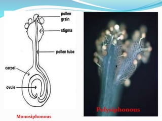 Fertilization and apomixis brijesh PRATAP SINGH | PPTX