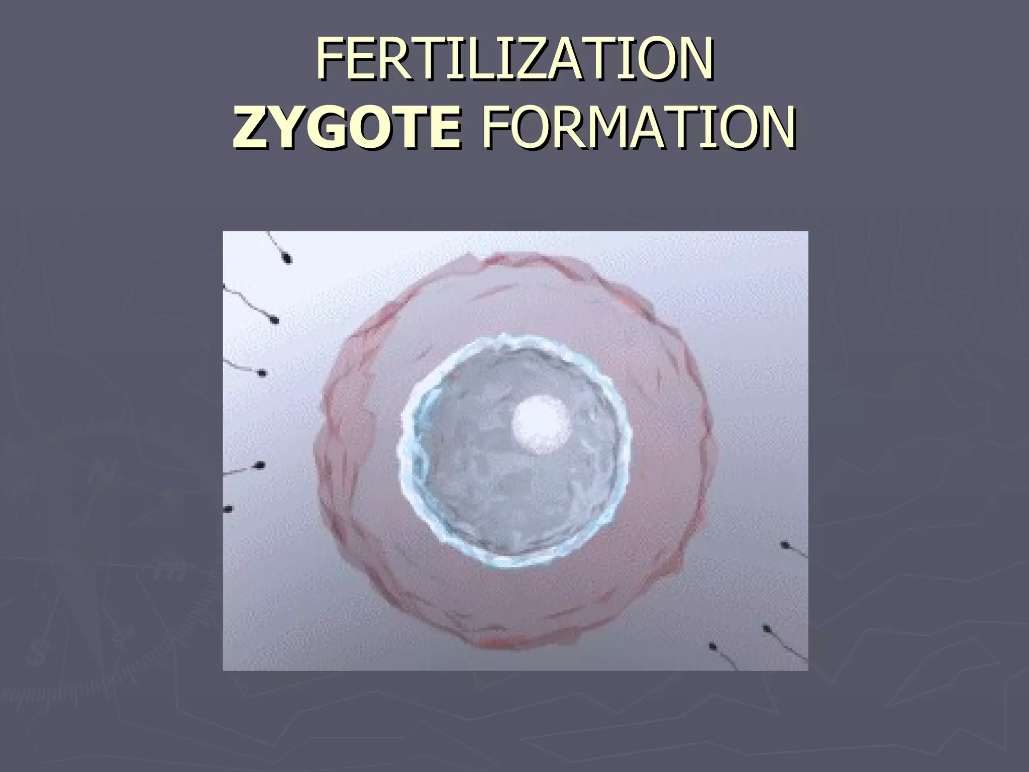 Fertilization and Development | PPT