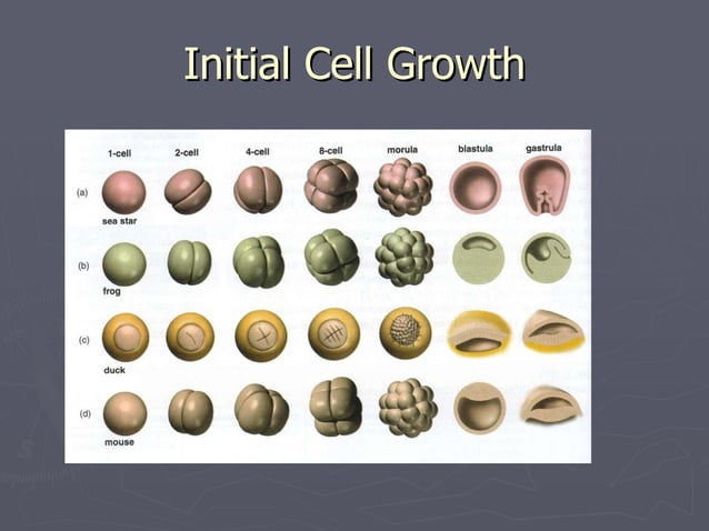 Fertilization and Development | PPT