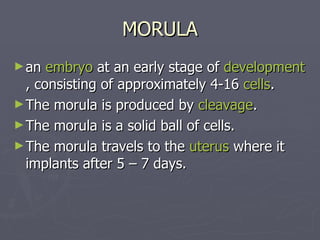 Fertilization and Development | PPT