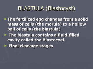 Fertilization and Development | PPT